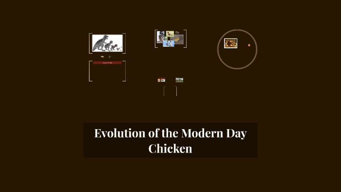 Evolution of the Modern Day Chicken by Gabriella Tavernese on Prezi