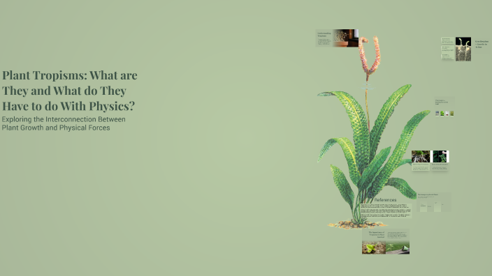 Plant Tropisms: What are They and What do They Have to do With Physics ...