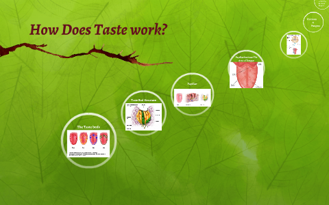 How Does Taste work? by on Prezi