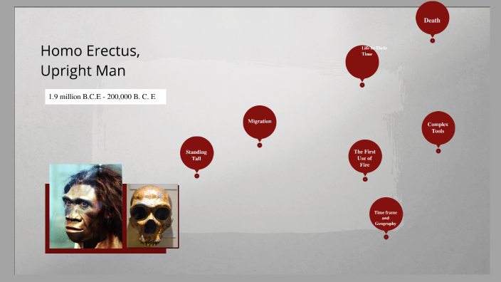 Homo Erectus, Upright Man by Lucas Christopher Campana on Prezi