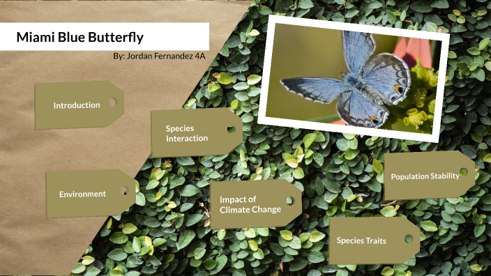 Miami Blue Butterfly by Jordan Fernandez on Prezi