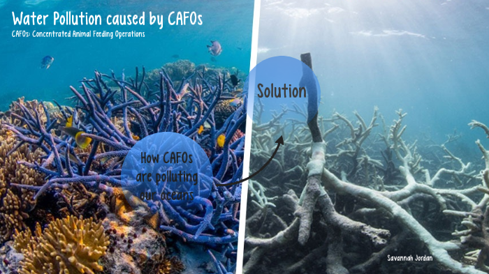 Water Pollution Caused by CAFOs by Savannah Jordan on Prezi