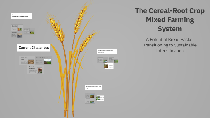 The Cereal-Root Crop Mixed Farming System by Dahir Omar on Prezi