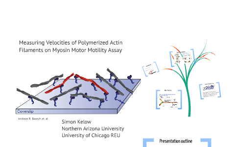 Biological Bodysurfing: Measuring Polymerized Actin Filament Velocities ...