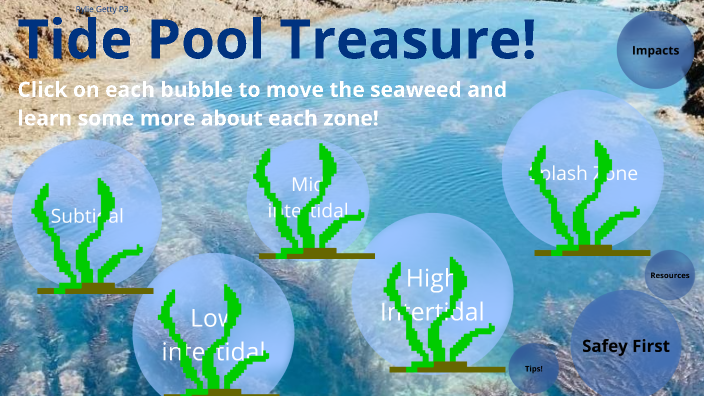 Tide Pool Treasure Hunt by Rylie M. Getty on Prezi