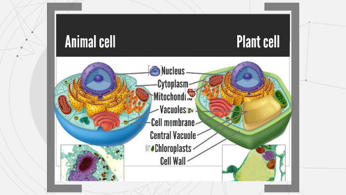 Grade 8 cell organelles by Chelsea DePape on Prezi