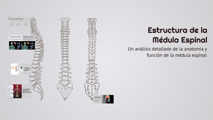 Estructura de la Médula Espinal by Jaretsi Trinidad Palacios on Prezi