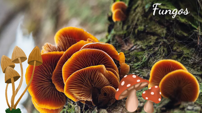1 EM - Fungi - 1.5 by Sindi Rinco on Prezi