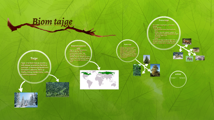 Biom tajge by Tamara on Prezi