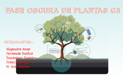 ¿Que son las plantas c3 ? by dominique donaire on Prezi