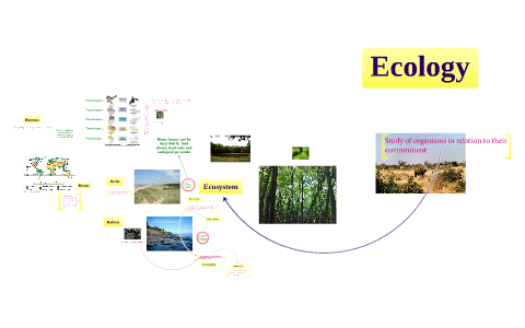 Biology Ecology introduction - vocabulary by Dr Speller on Prezi