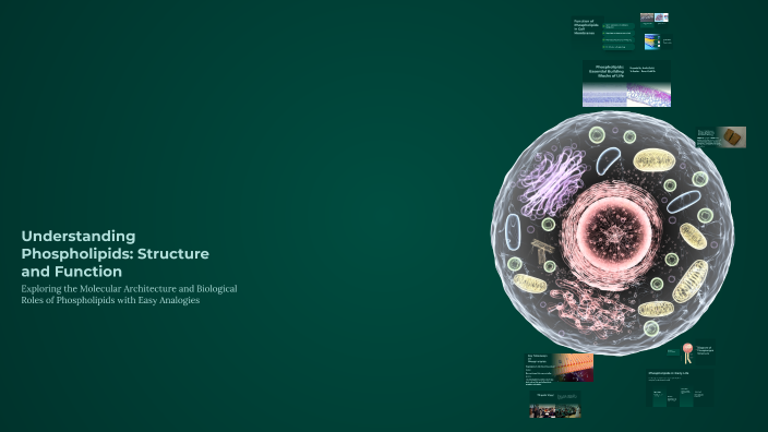 Understanding Phospholipids Structure And Function By Avni Gehlot On Prezi 6425