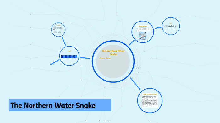 The Northern Water Snake by Jacob Broyles on Prezi