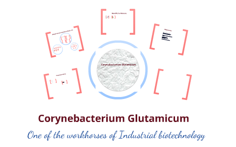 Corynebacterium Glutamicum by Gareth Robinson on Prezi