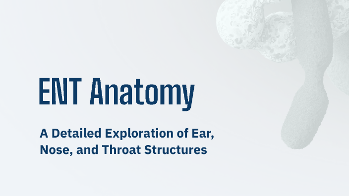 ENT Anatomy by Steff Partyka on Prezi
