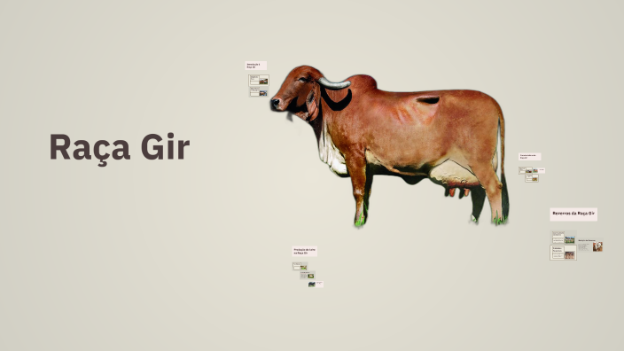 Mapa Mental sobre a Raça Gir by Luis Carlos Jacques on Prezi