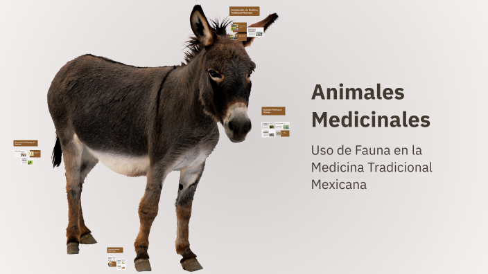 Animales Medicinales by Armando Talavera on Prezi