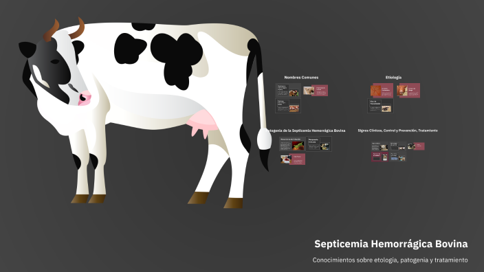 septicemia hemorragica bovina by Mareli Islas lagos on Prezi