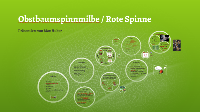 Obstbaumspinnmilbe / Rote Spinne by Max Huber on Prezi