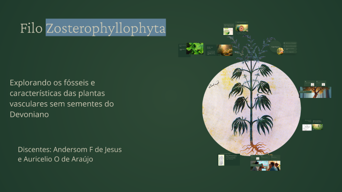 Filo Zosterophyllophyta by Auricelio Araujo on Prezi