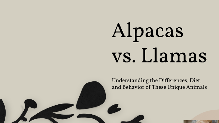 Alpacas vs. Llamas by Anna Kadeřábková on Prezi