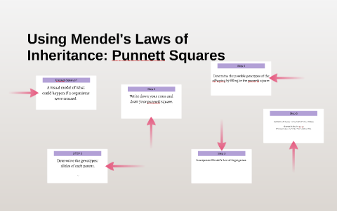 Using Mendel's Laws of Inheritance: Punnett Squares by Candace Miller ...