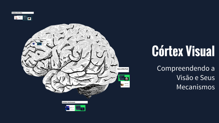 Córtex Visual by Paulo Roberto on Prezi