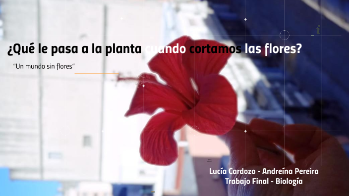 Trabajo final - Cardozo - Pereira by Lucia Cardozo Garcia on Prezi