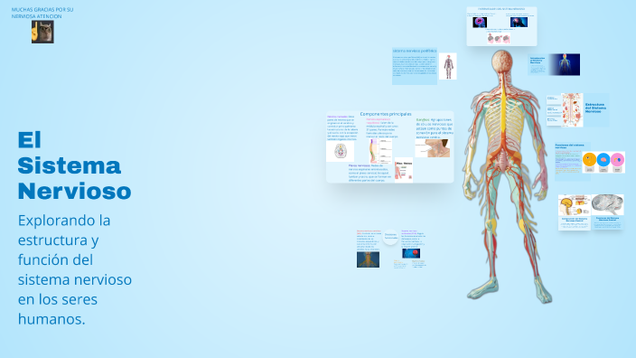El Sistema Nervioso by CRISH( DAVID on Prezi