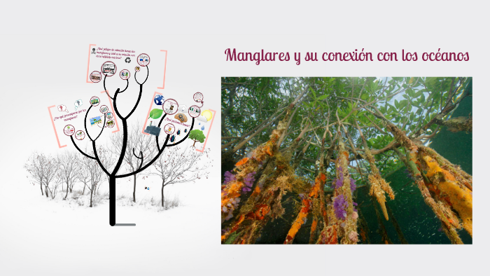 Manglares y su conexión con los océanos by brett birdwell on Prezi