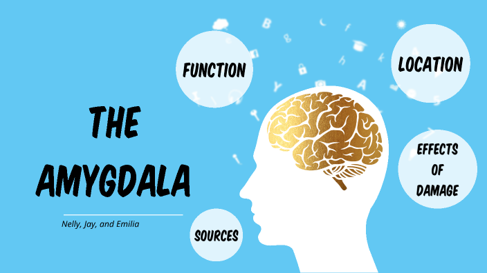 Amygdala by Nells Why on Prezi