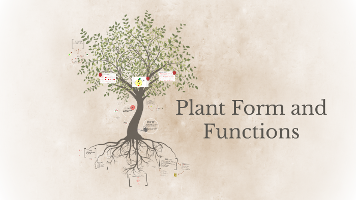 Plant Form and Functions by cj garcia on Prezi
