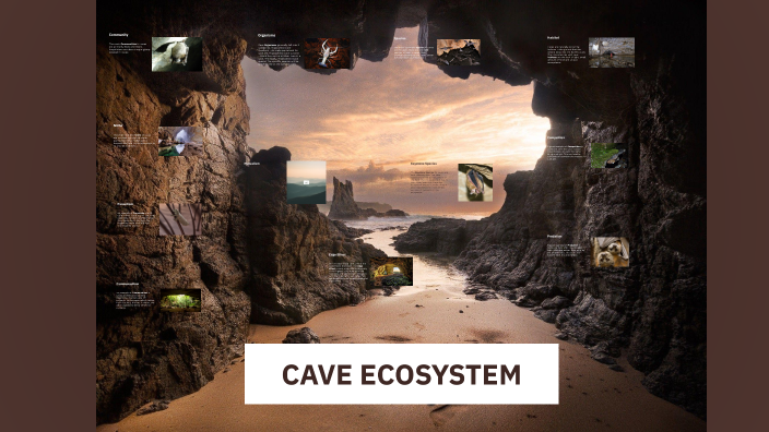 Cave Ecosystem by Coltyn Lyon on Prezi