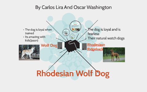 Rhodesian Wolf Dog by Carlos Lira on Prezi
