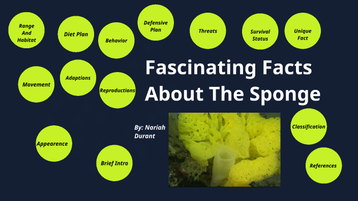 Fascinating Facts About The Sponge by Nariah Durant on Prezi