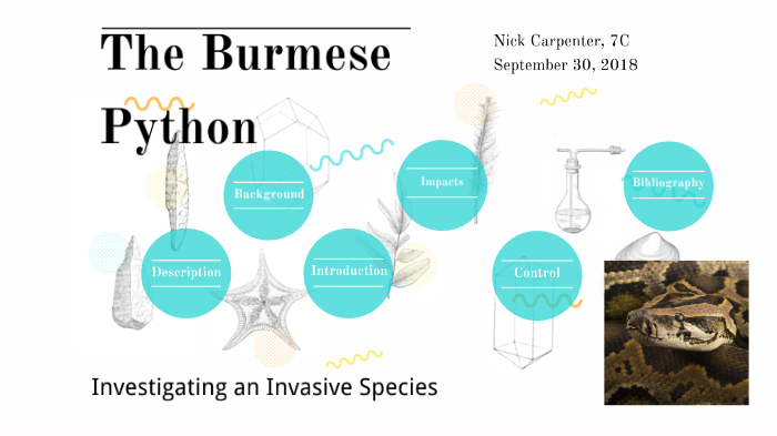 Burmese Python Presentation by Nicholas Carpenter on Prezi