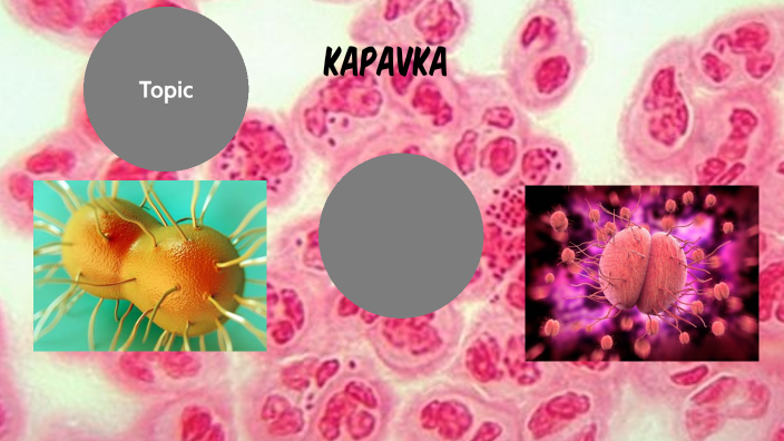 kapavka by twitchakira twitchakira on Prezi