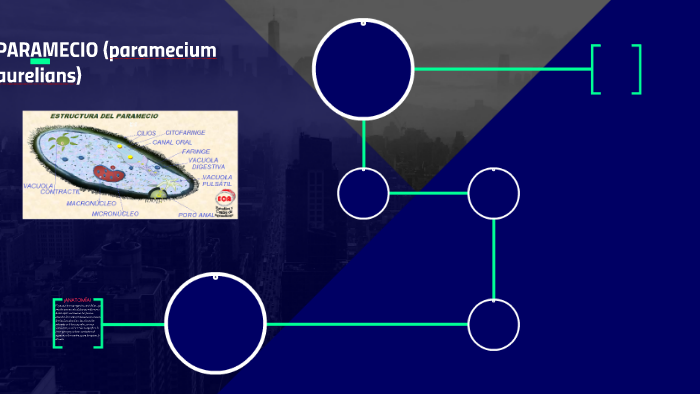 Diagrama De Partes Del Paramecio