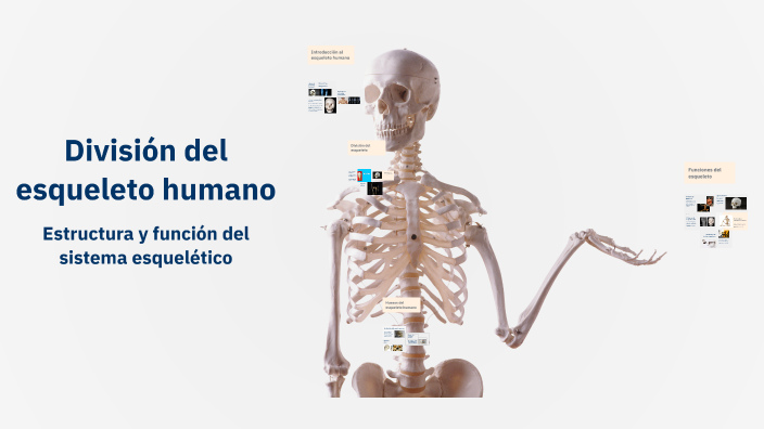División del esqueleto humano by Malenny Castro on Prezi