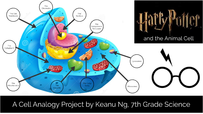 Harry Potter Cell Analogy by Keanu Ng by Andrea Barron on Prezi