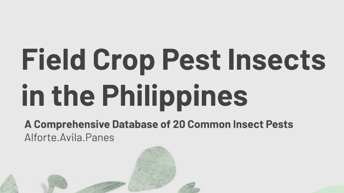 Field Crop Pest Insects in the Philippines by Abegail Panes on Prezi