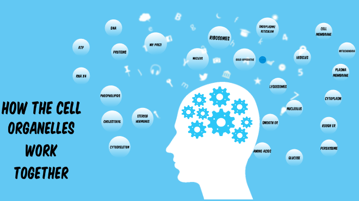 How the Cell Organelles Work Together by Raven Reinboldt on Prezi