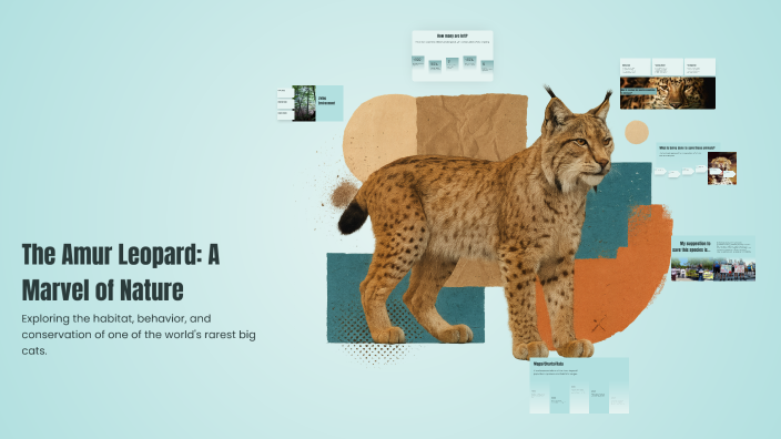 The Amur Leopard: A Marvel of Nature by Tyrone Howell on Prezi