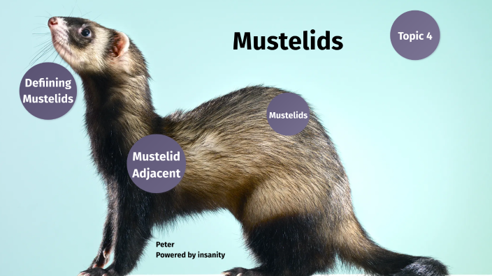 How Mustelids Shape Reality by Peter Gedeon on Prezi