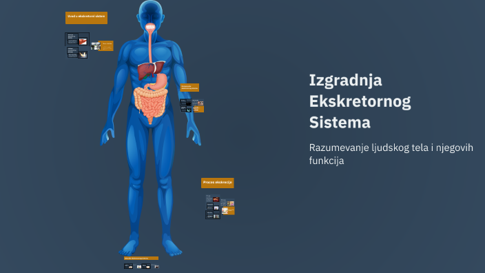 Izgradnja Ekskretornog Sistema by jhhhjh ggdgg on Prezi