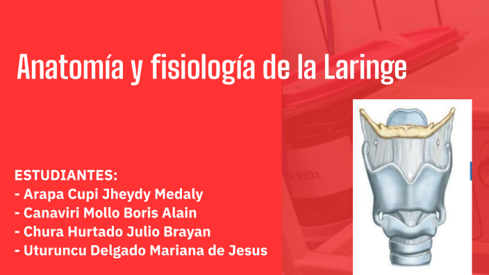 Anatomía de la Laringe by Mariana de Jesus Uturuncu Delgado on Prezi