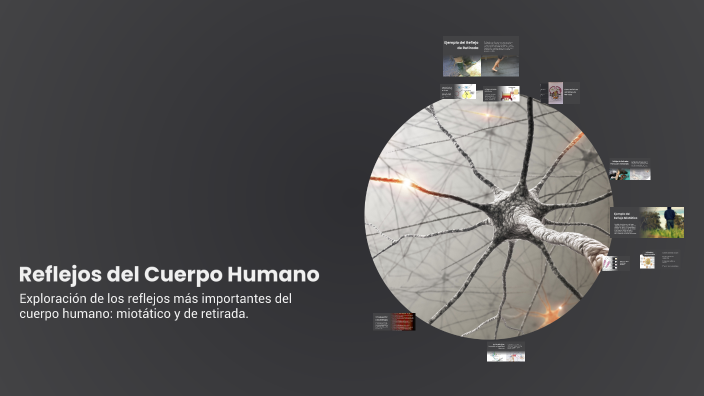 Reflejos del Cuerpo Humano by ROSA JULIETH CANEPA CAMACHO on Prezi