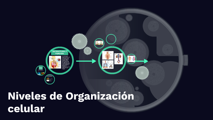ESTRUCTURA Y FUNCIÓN by on Prezi