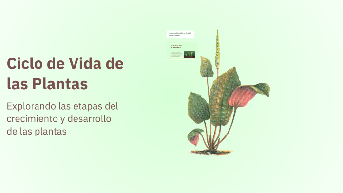 Ciclo de Vida de las Plantas by Anita O. on Prezi