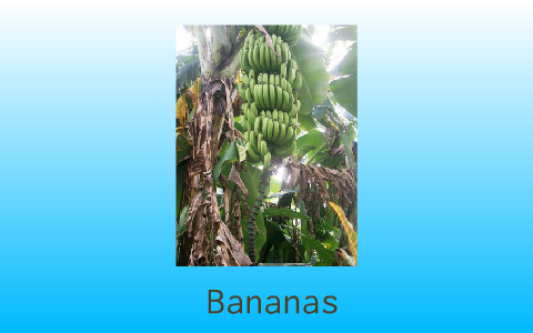 The Origin of Bananas by Jordan Clout on Prezi